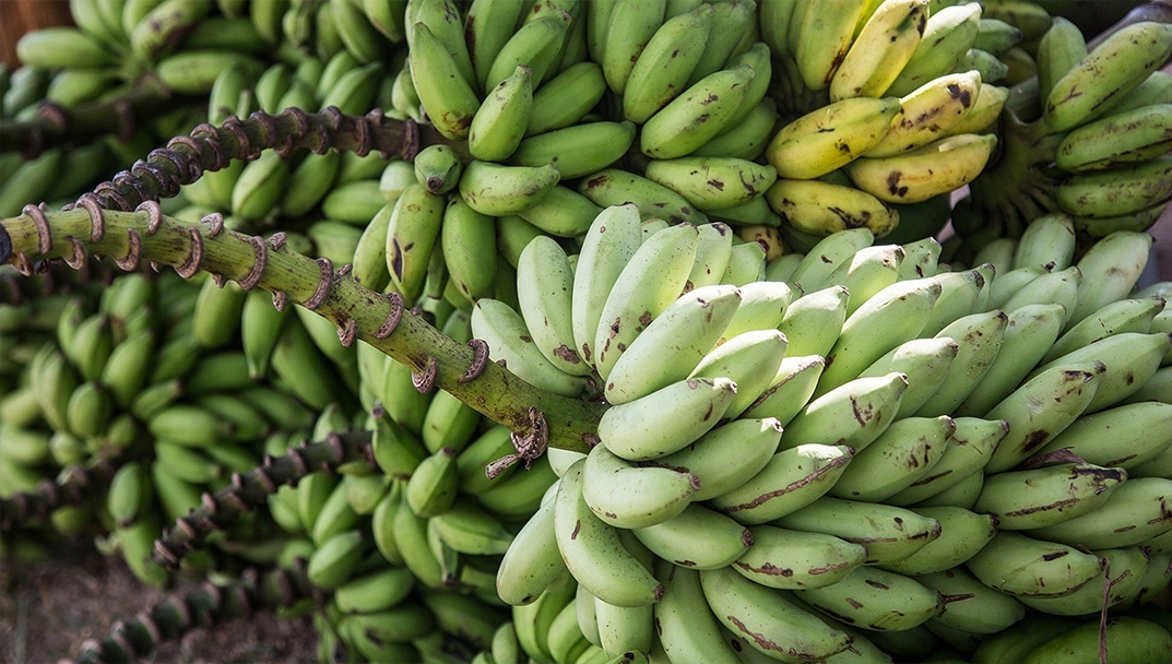 Brazil Potash – From the earth to the earth